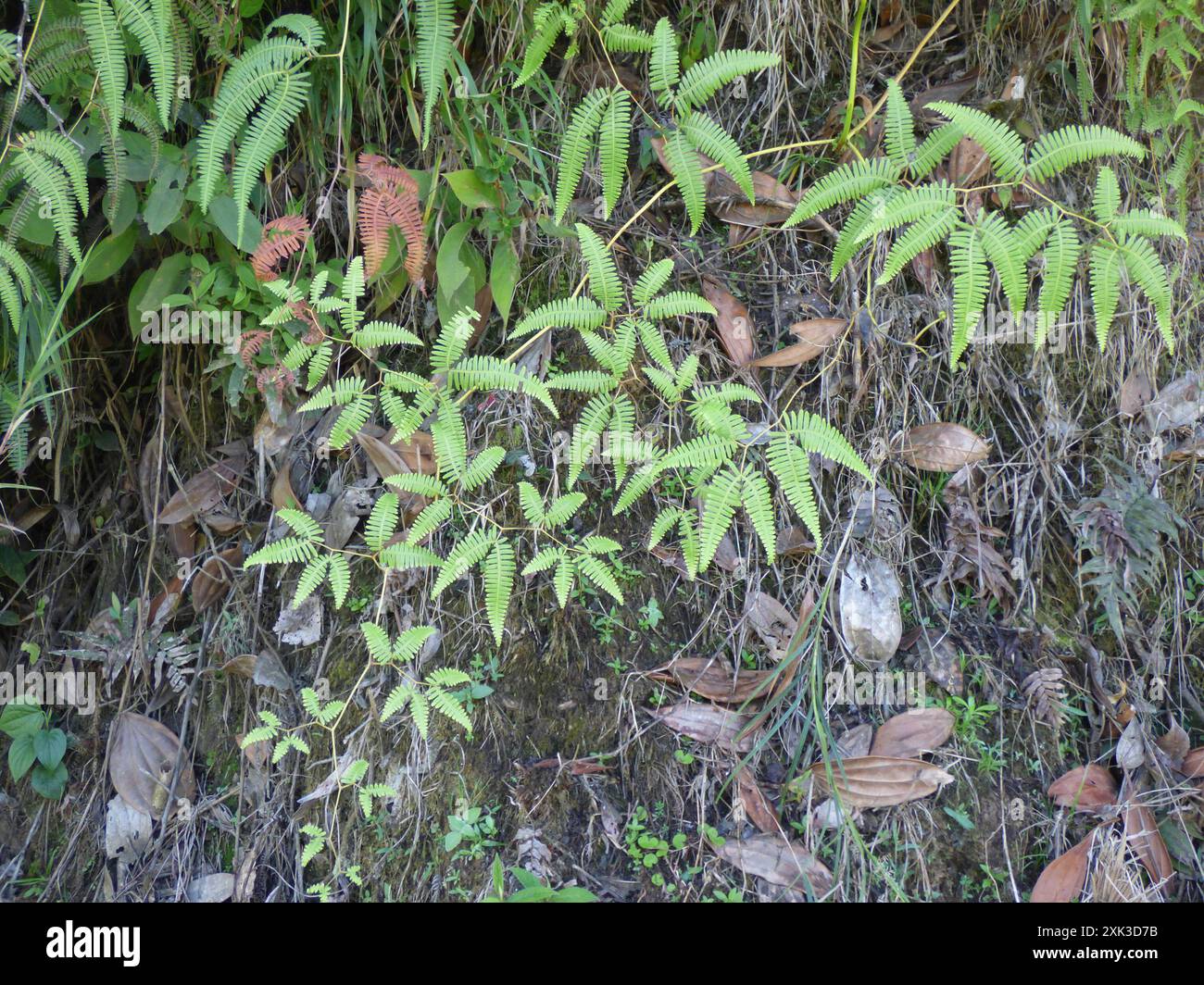 Comb Forkedfern (Gleichenella pectinata) Plantae Stock Photo - Alamy