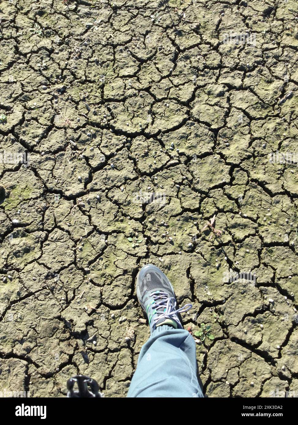 Big-eared Radix (Radix auricularia) Mollusca Stock Photo - Alamy