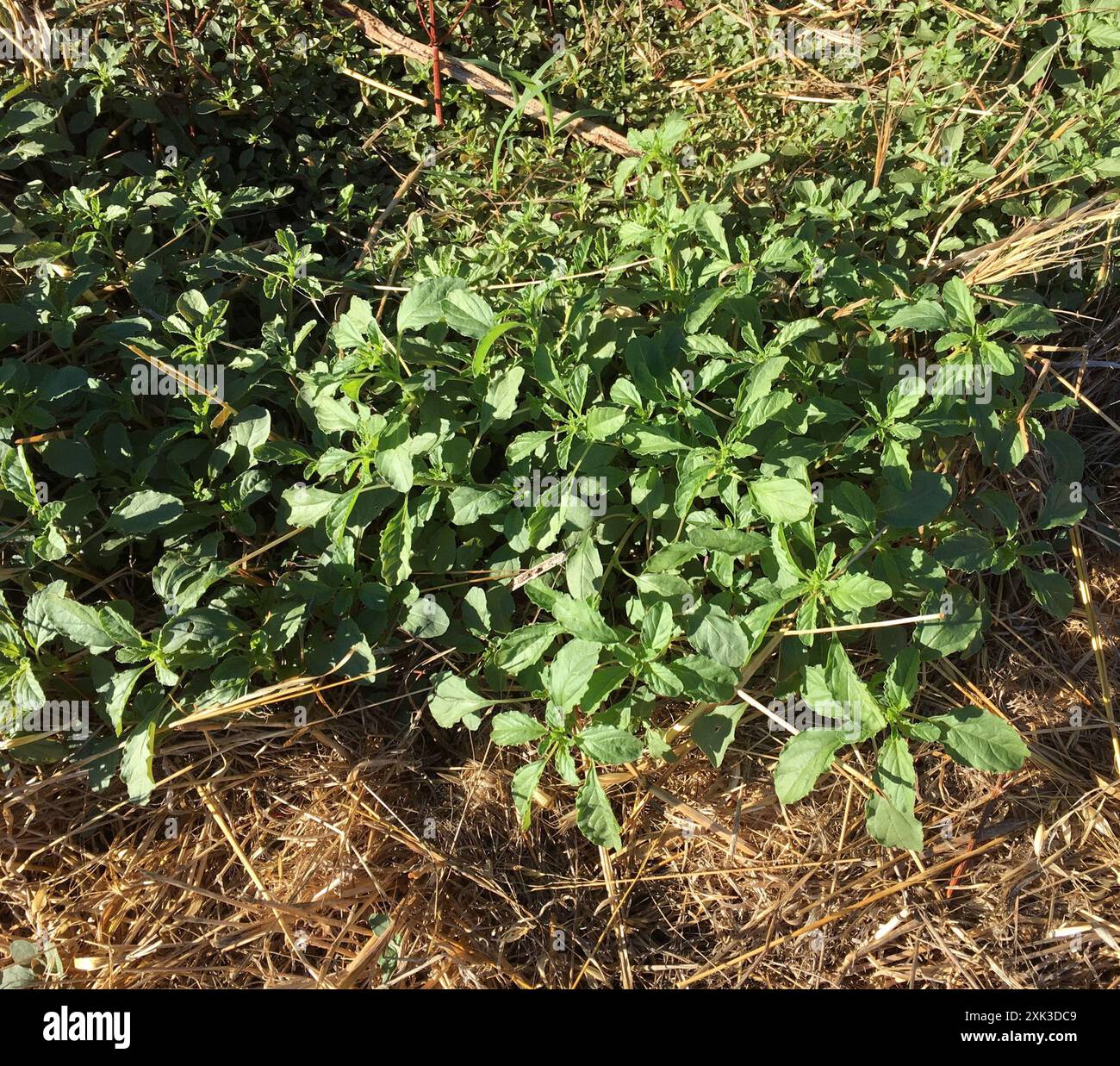 prostrate pigweed (Amaranthus albus) Plantae Stock Photo - Alamy