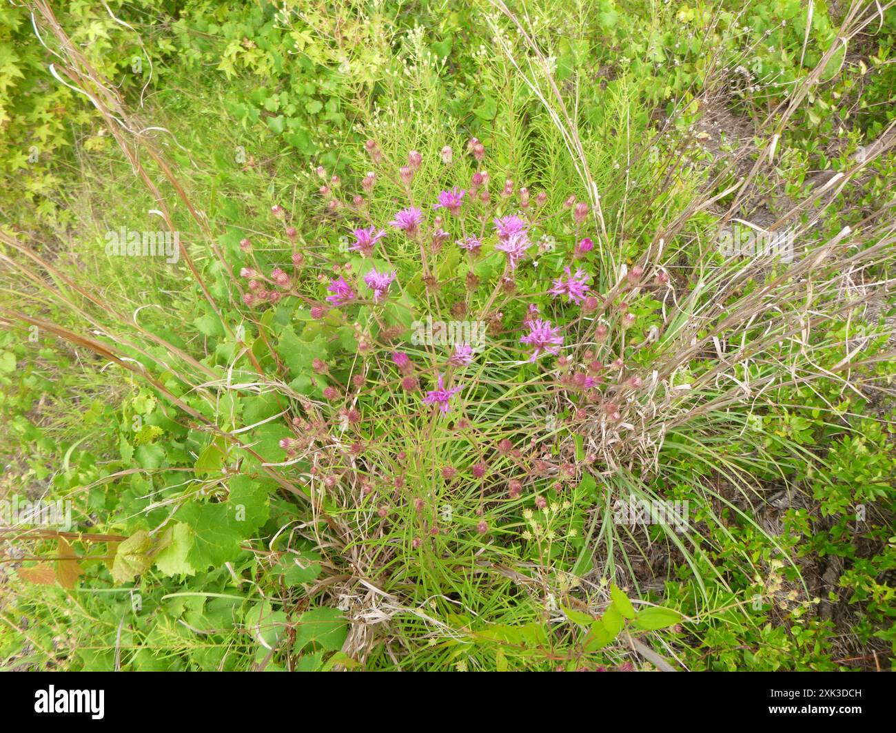 Narrow Leaf Ironweed (Vernonia angustifolia) Plantae Stock Photo - Alamy
