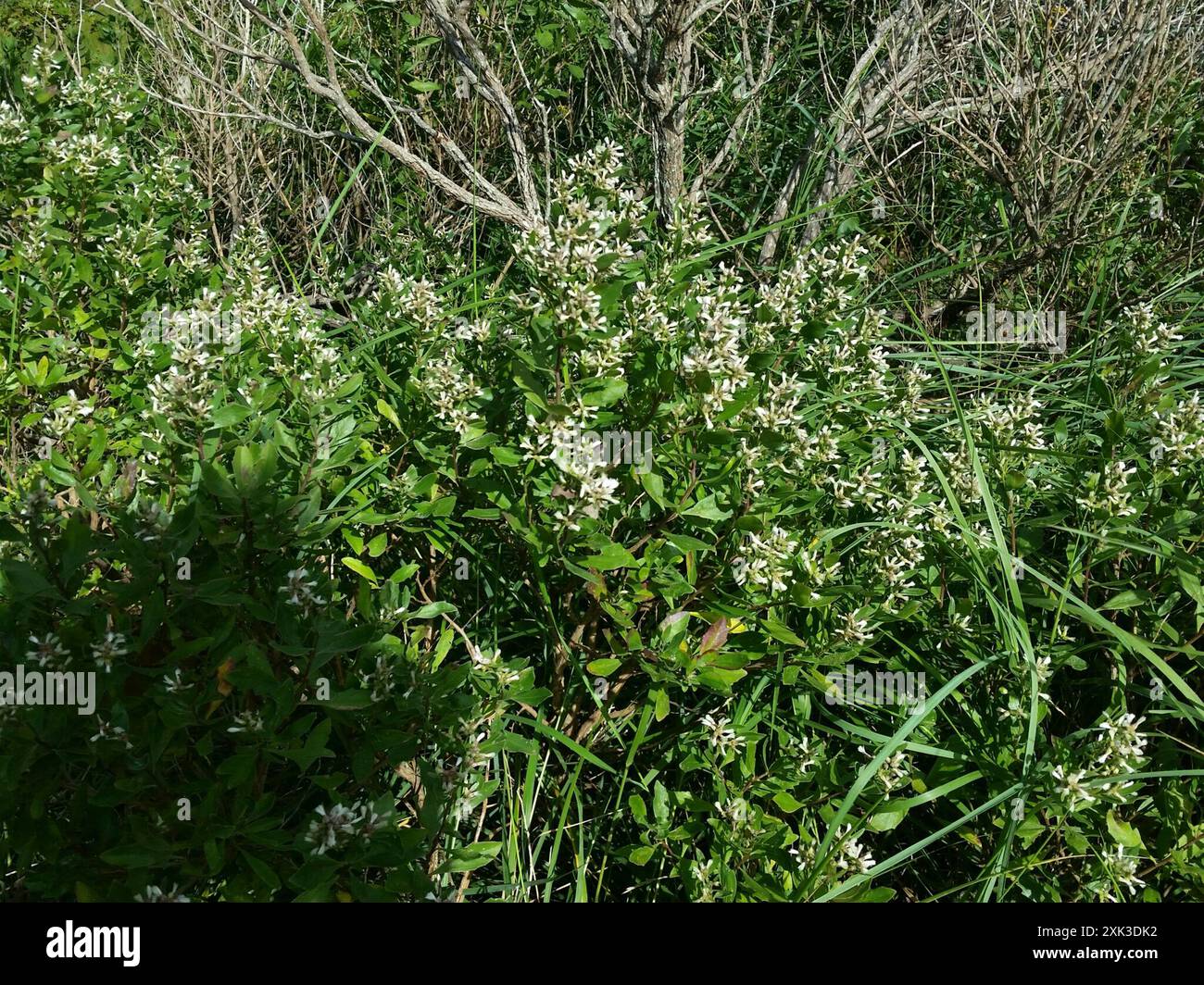 groundsel tree (Baccharis halimifolia) Plantae Stock Photo - Alamy