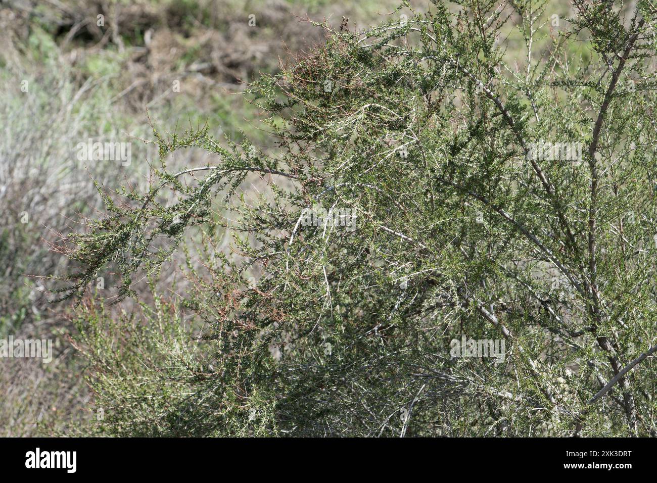 chamise (Adenostoma fasciculatum) Plantae Stock Photo - Alamy