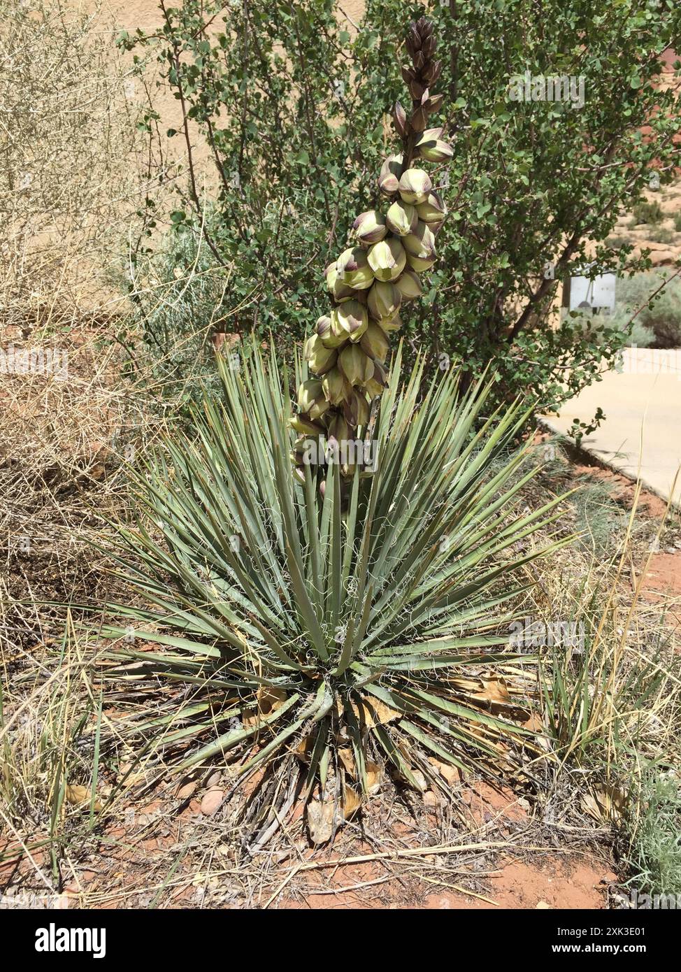 Dwarf Yucca (Yucca harrimaniae) Plantae Stock Photo - Alamy