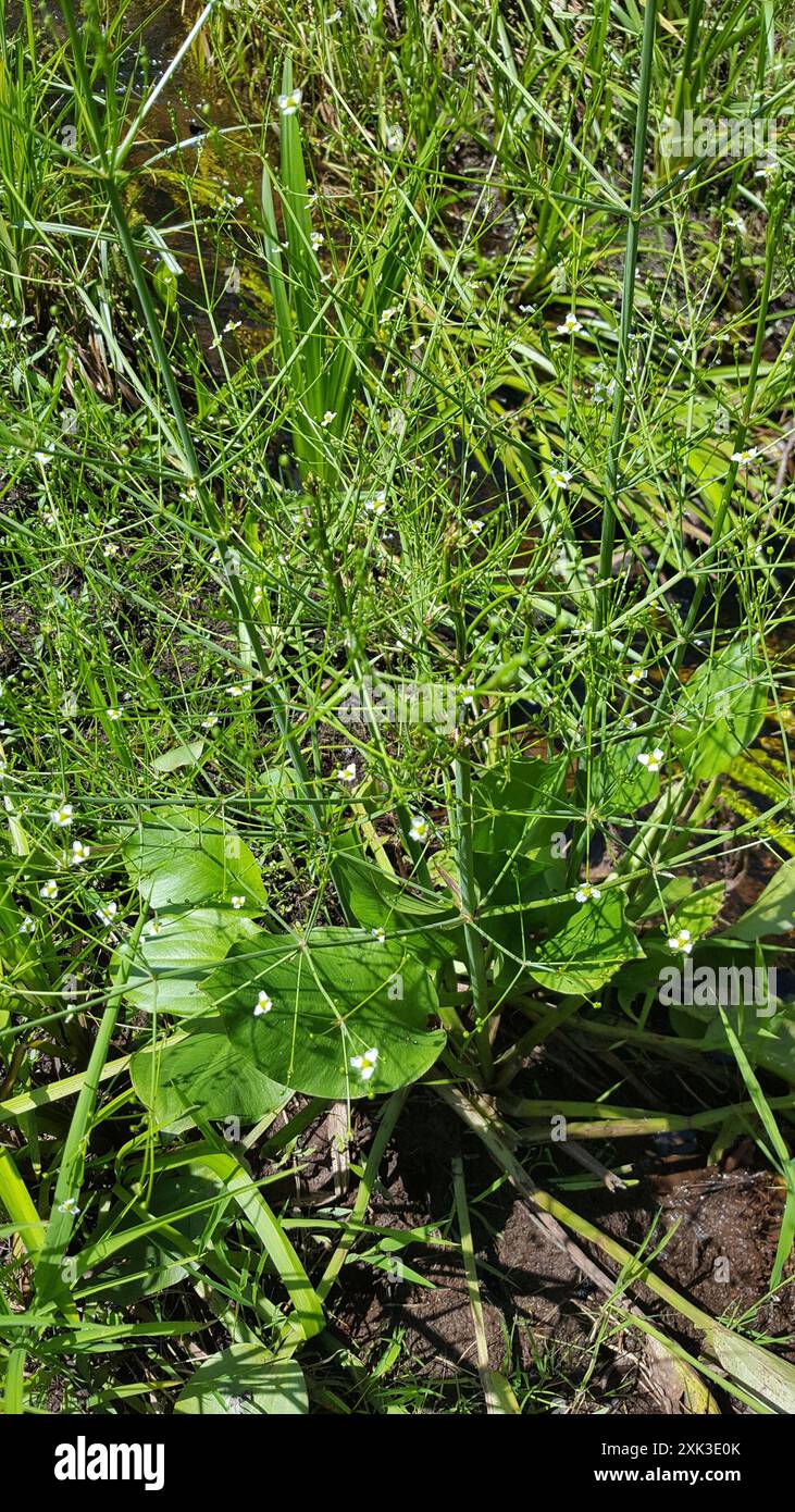 northern water-plantain (Alisma triviale) Plantae Stock Photo - Alamy