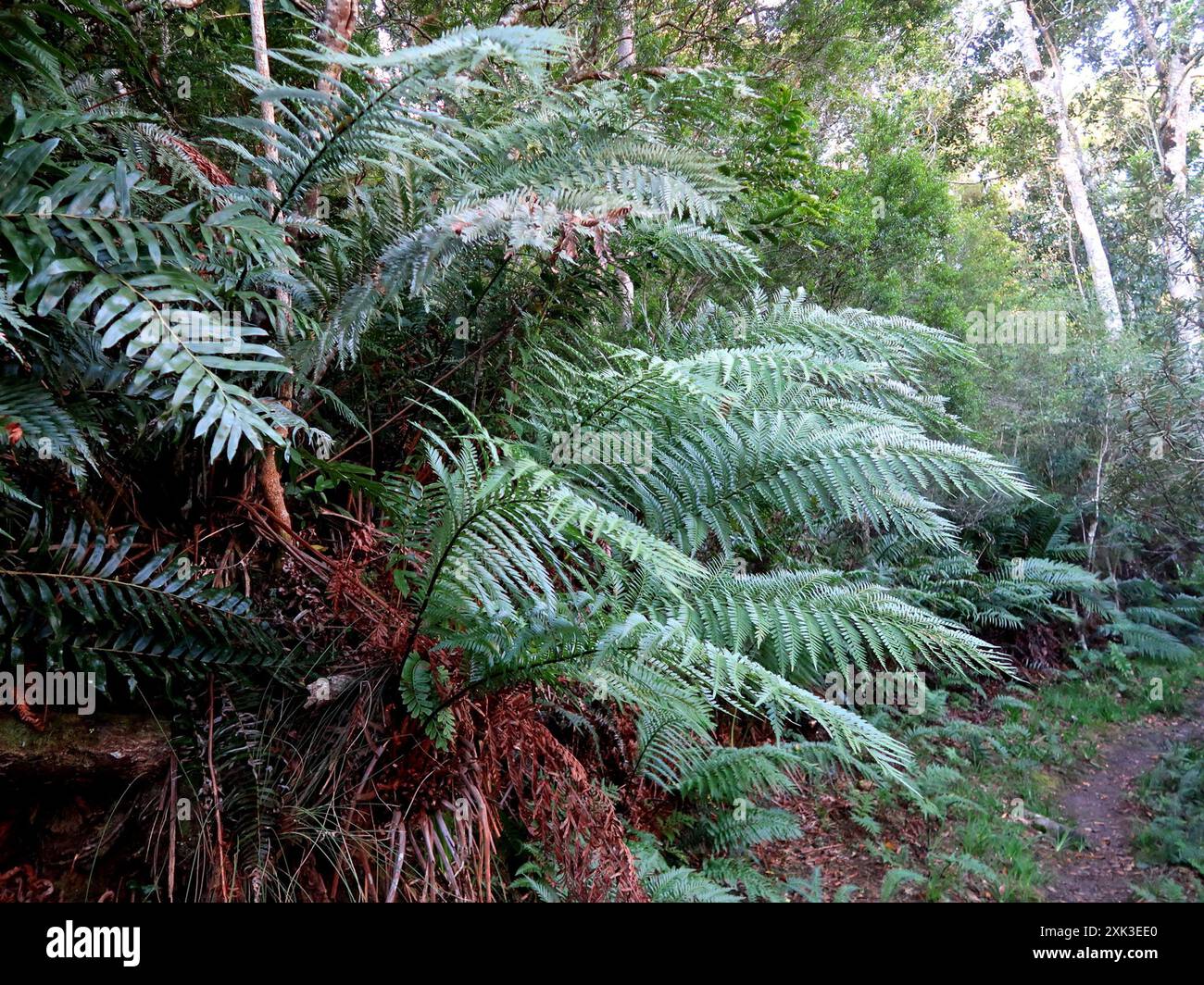 king fern (Todea barbara) Plantae Stock Photo - Alamy