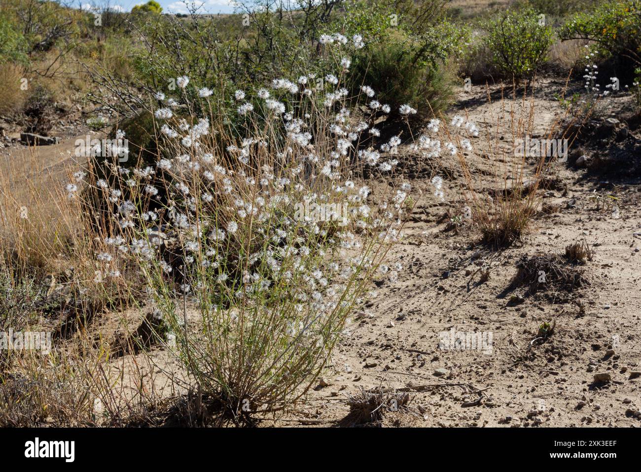 False Boneset (Brickellia eupatorioides) Plantae Stock Photo - Alamy