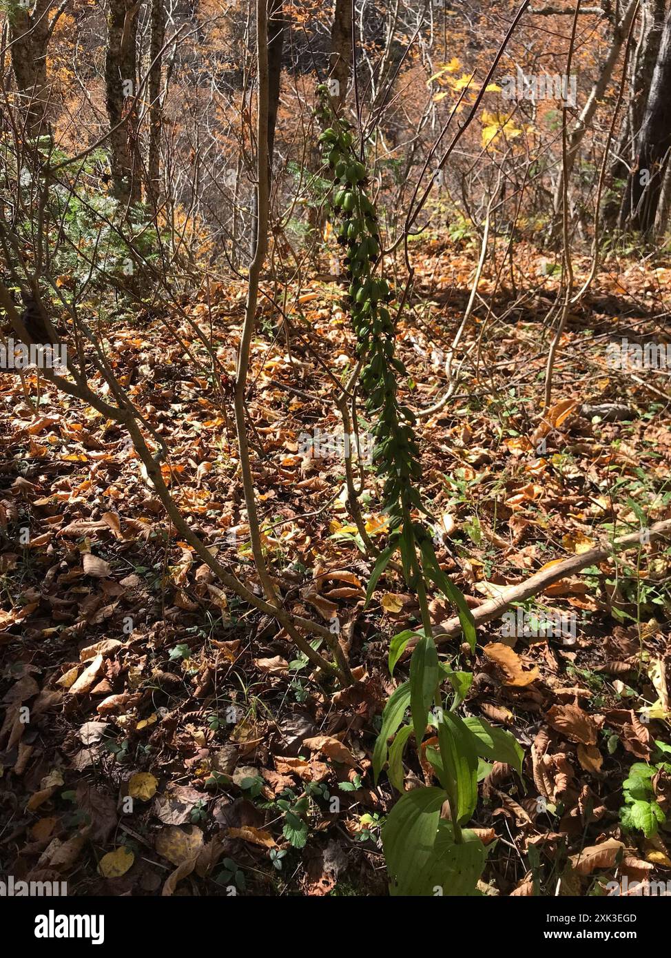 Broad-leafed Helleborine (Epipactis helleborine) Plantae Stock Photo ...