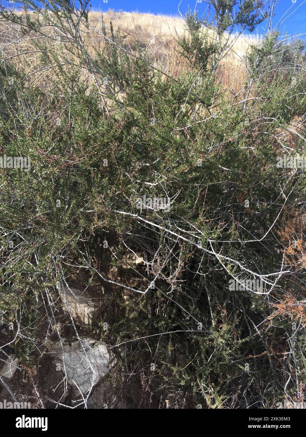 chamise (Adenostoma fasciculatum) Plantae Stock Photo - Alamy