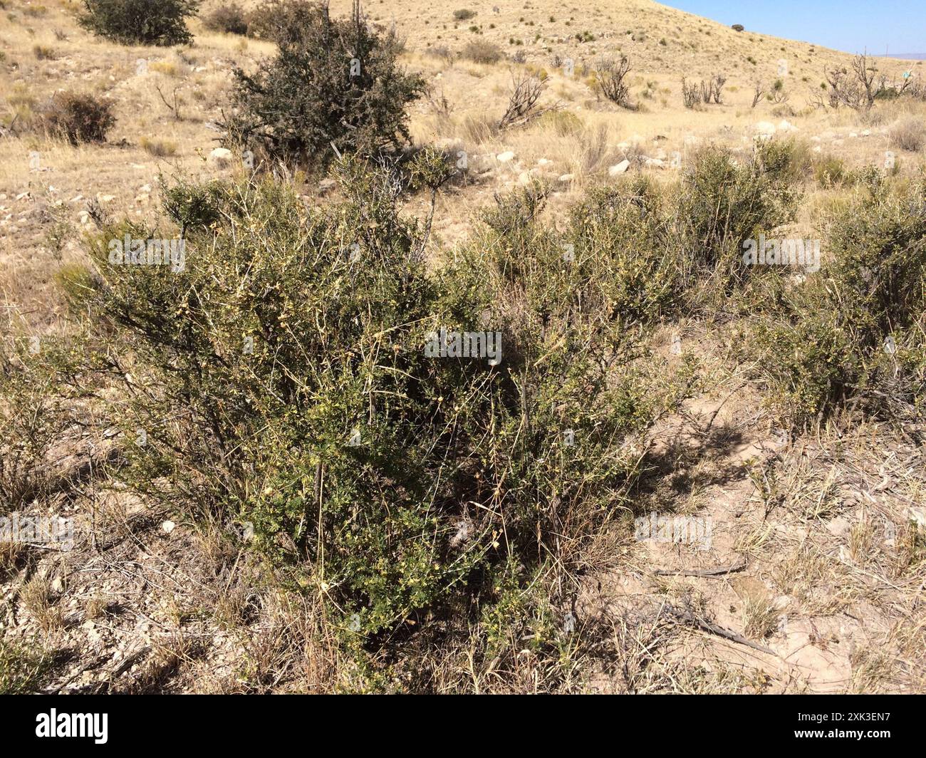 Apache plume (Fallugia paradoxa) Plantae Stock Photo - Alamy