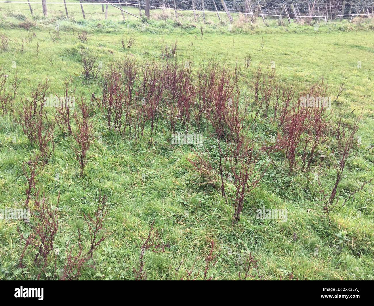 Clustered Dock (Rumex conglomeratus) Plantae Stock Photo - Alamy