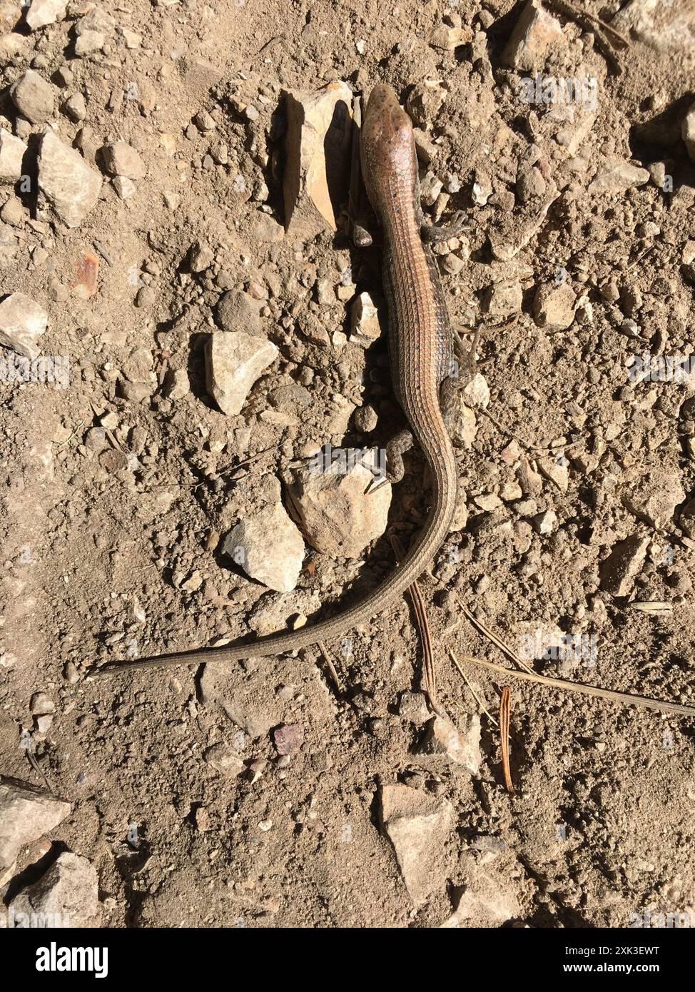 Northern Alligator Lizard (Elgaria coerulea) Reptilia Stock Photo - Alamy