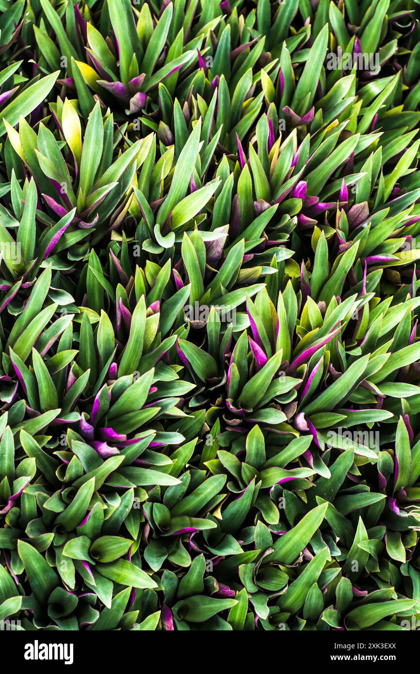 Background with natural texture of green and purple grass Stock Photo ...