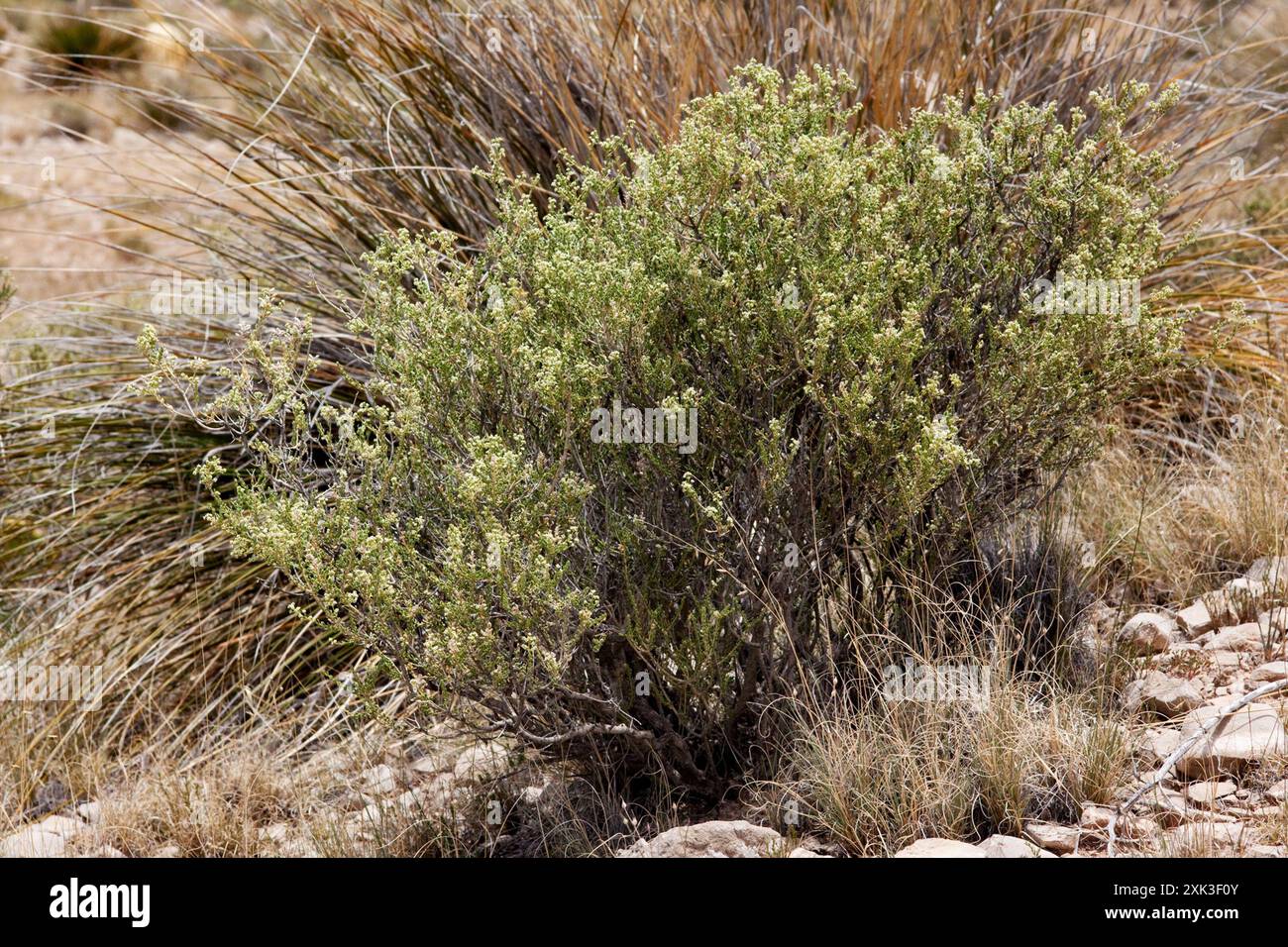 Rio Grande saddlebush (Mortonia scabrella) Plantae Stock Photo - Alamy