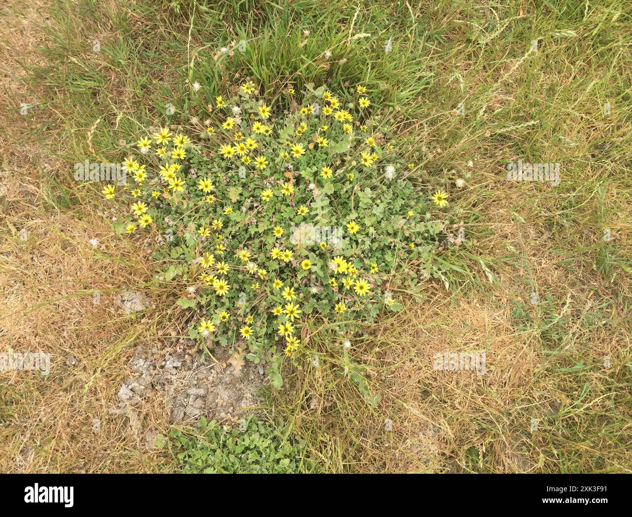 Capeweed (Arctotheca calendula) Plantae Stock Photo - Alamy
