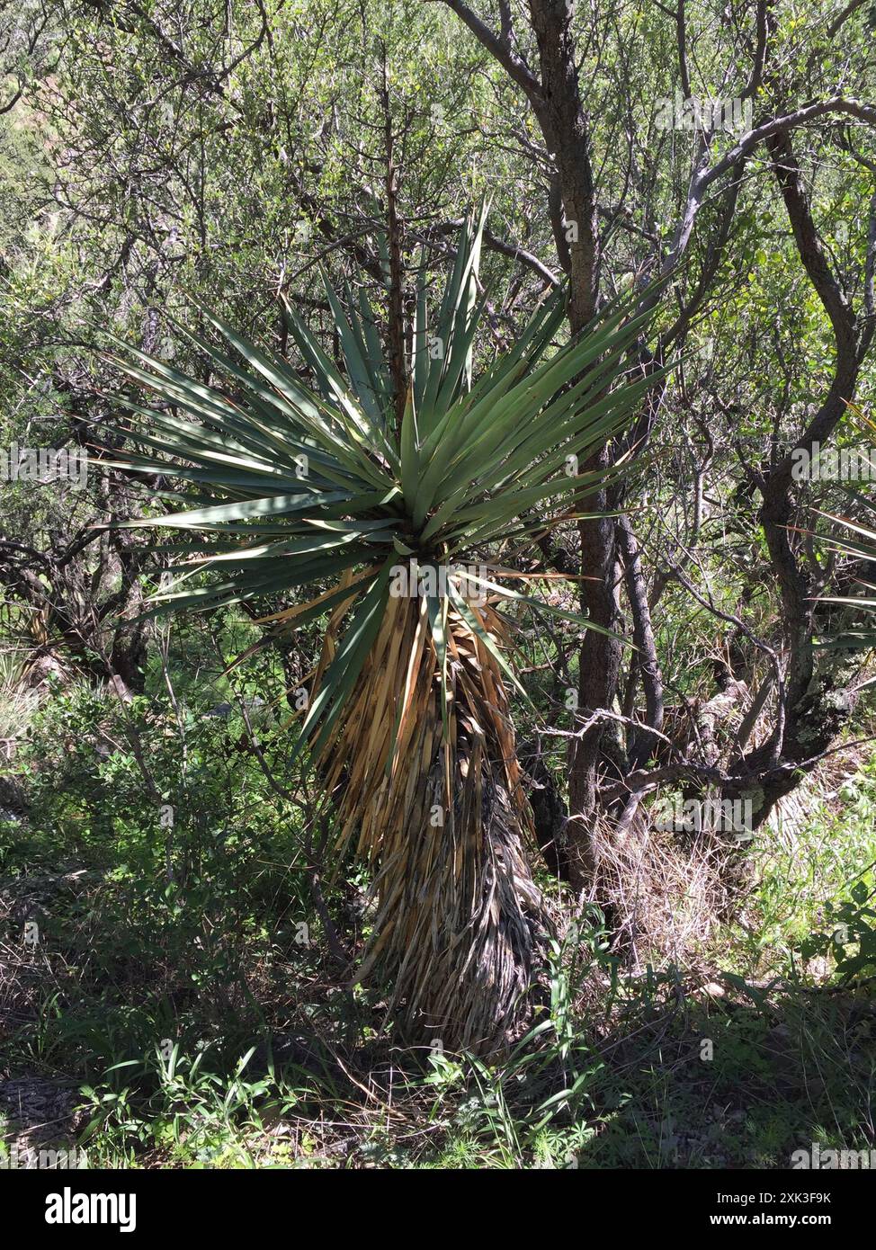 mountain yucca (Yucca madrensis) Plantae Stock Photo - Alamy