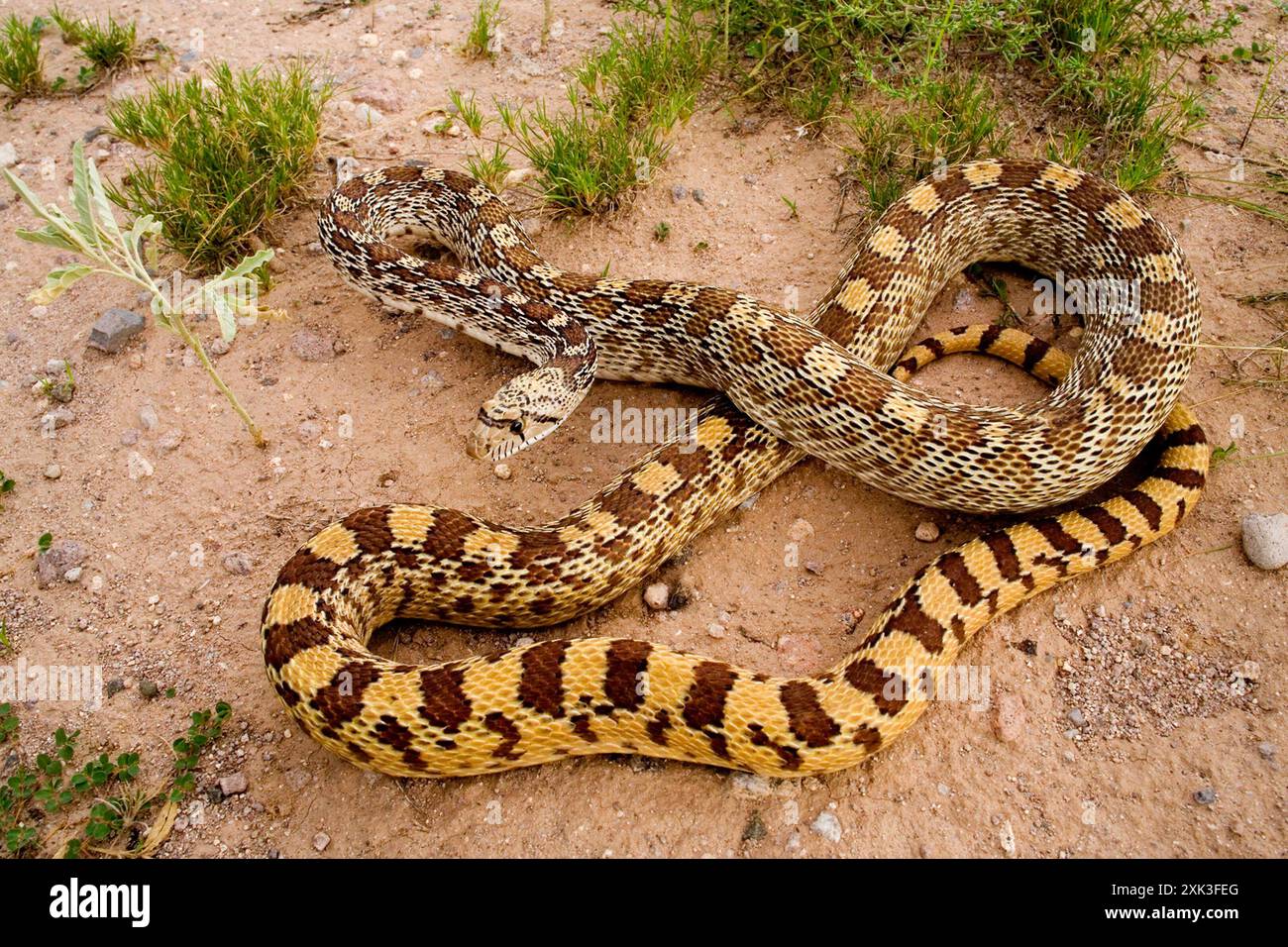 Sonoran Gopher Snake (Pituophis catenifer affinis) Reptilia Stock Photo ...