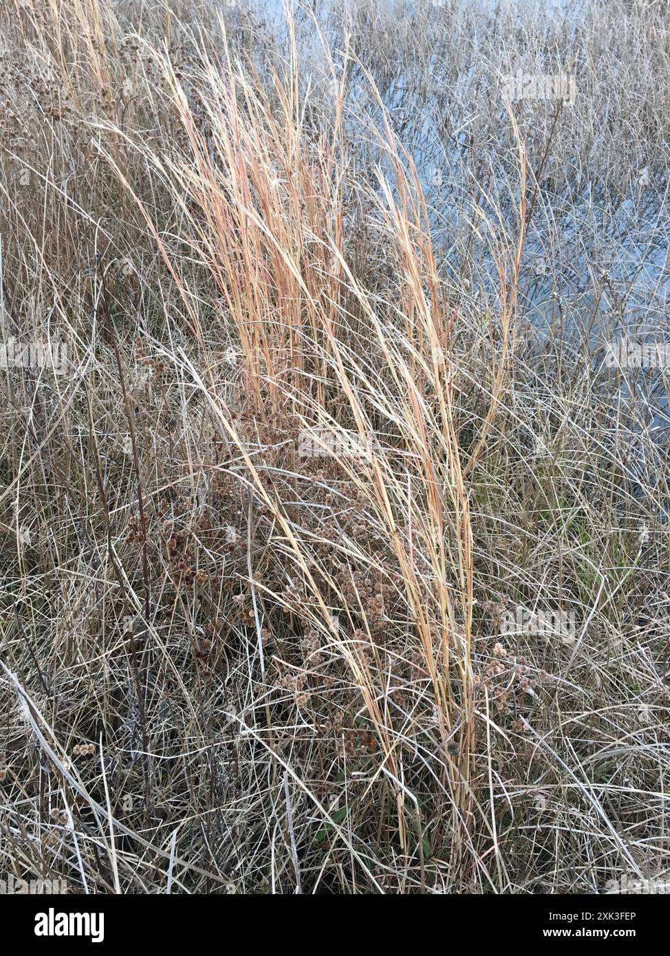 broomsedge bluestem (Andropogon virginicus) Plantae Stock Photo - Alamy