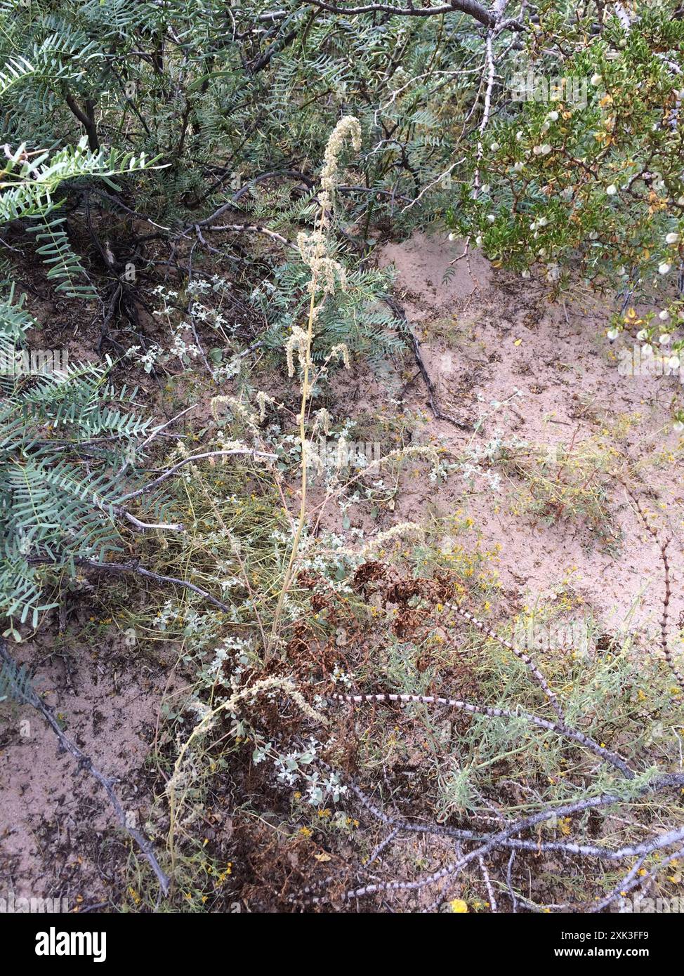 Fringed Amaranth (Amaranthus fimbriatus) Plantae Stock Photo - Alamy