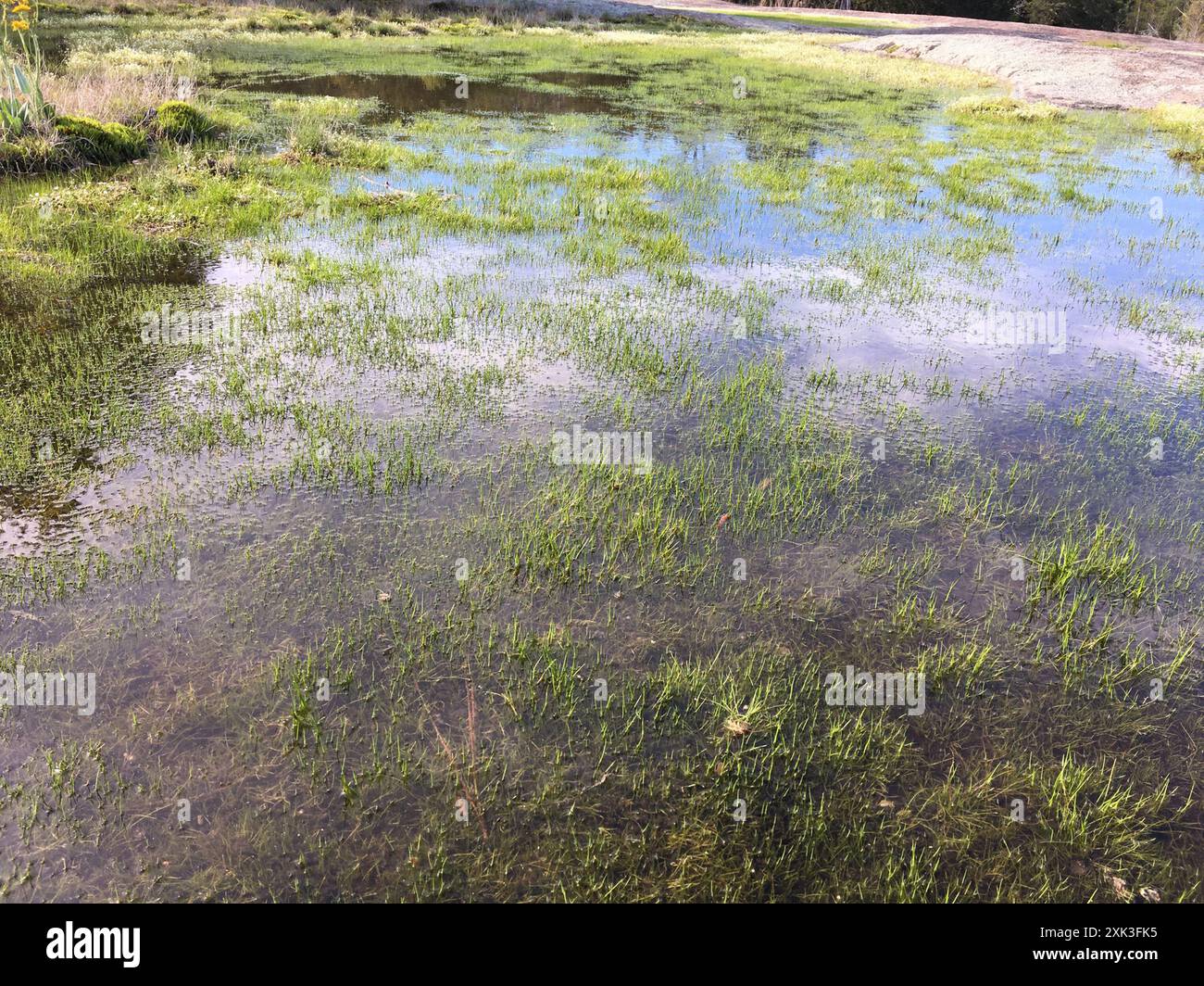 Spored quillwort hi-res stock photography and images - Alamy