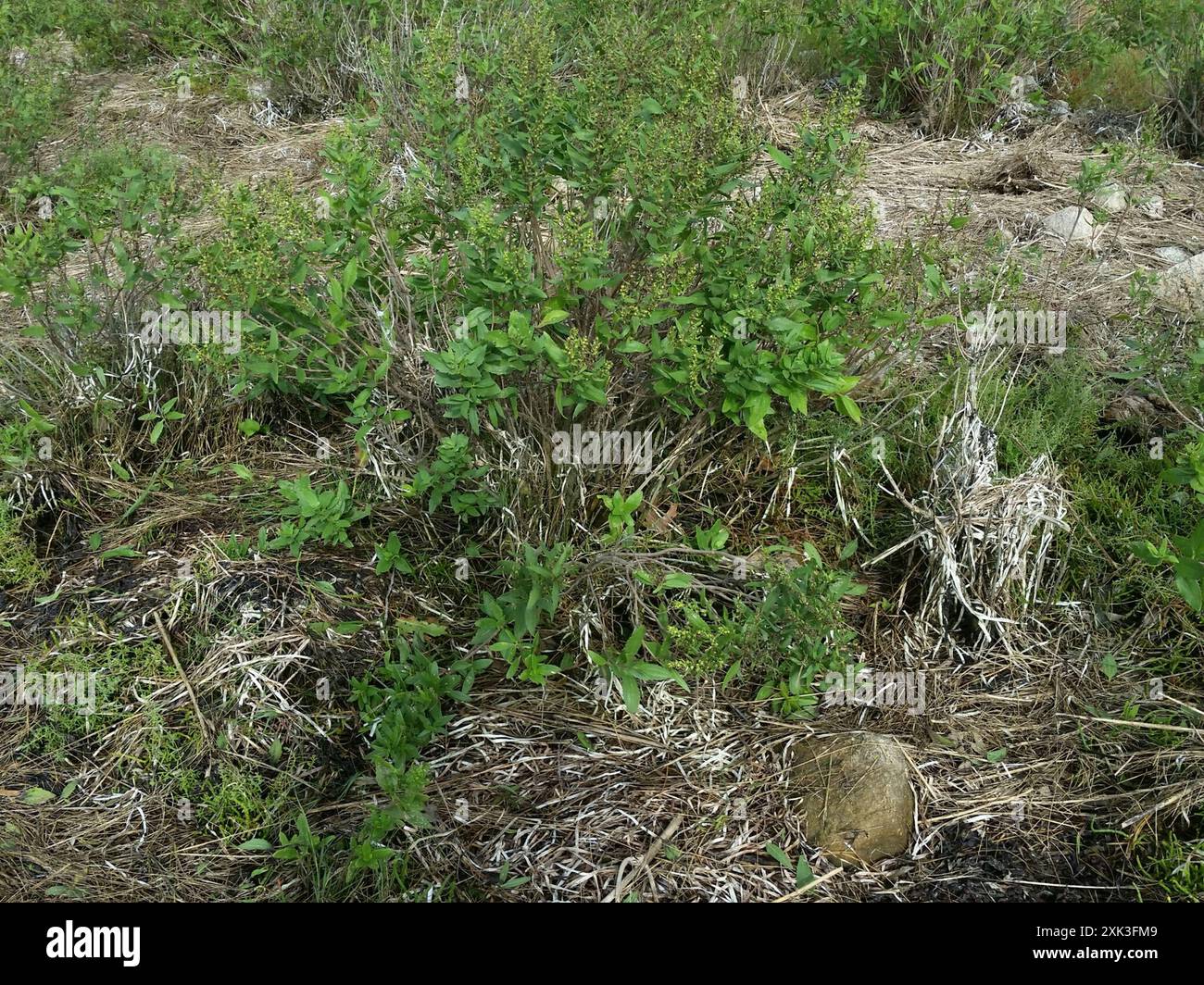 marsh elder (Iva frutescens) Plantae Stock Photo - Alamy