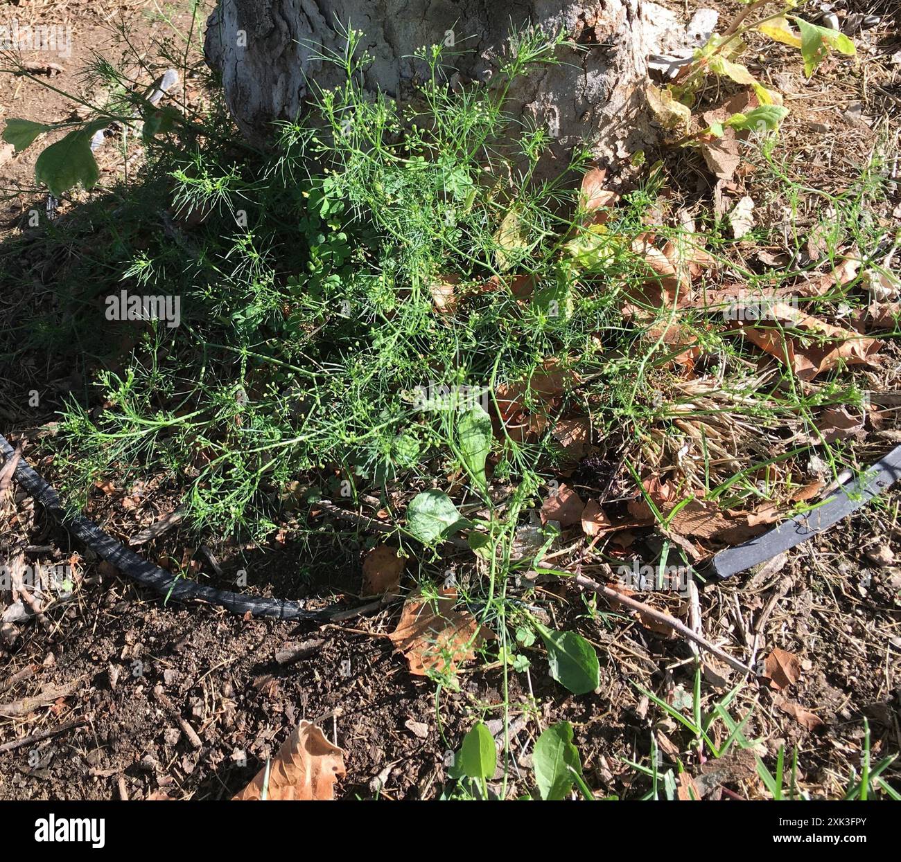 Marsh parsley (Cyclospermum leptophyllum) Plantae Stock Photo - Alamy