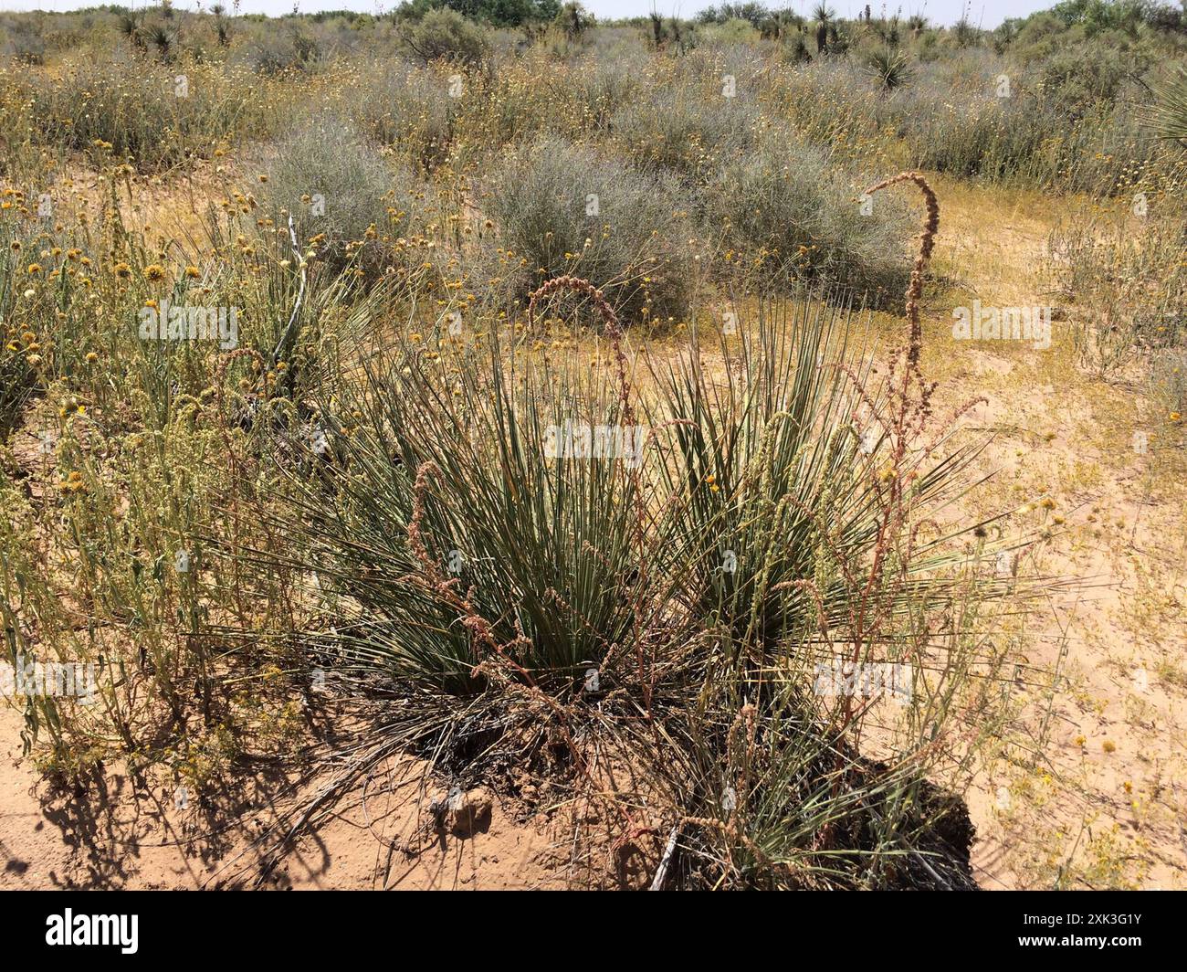 Fringed Amaranth (Amaranthus fimbriatus) Plantae Stock Photo - Alamy