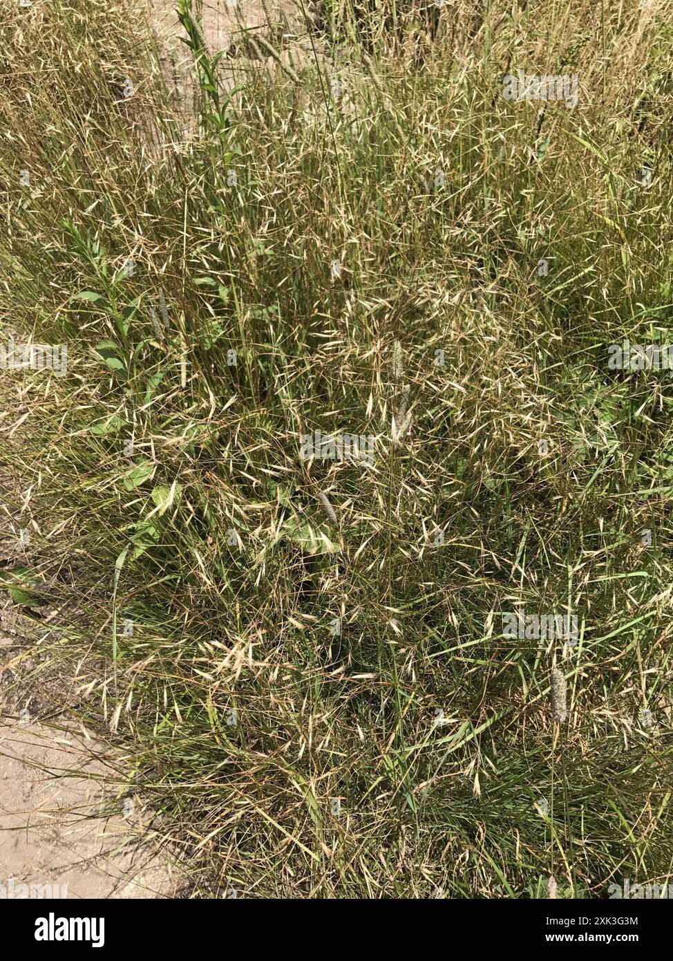 Flattened Oatgrass (Danthonia compressa) Plantae Stock Photo - Alamy