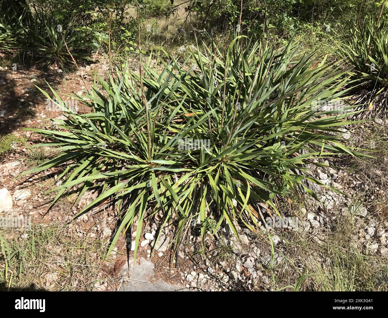 Twisted-leaf Yucca (Yucca rupicola) Plantae Stock Photo - Alamy