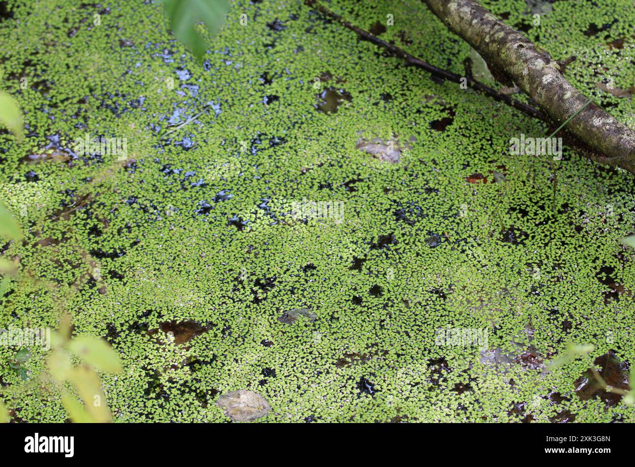 duckweeds (Lemnoideae) Plantae Stock Photo - Alamy