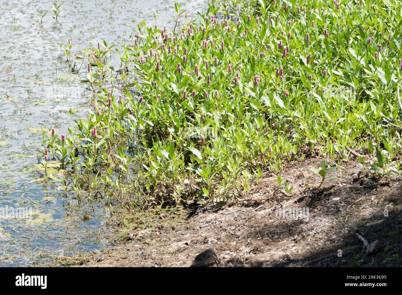 longroot smartweed (Persicaria amphibia emersa) Plantae Stock Photo - Alamy