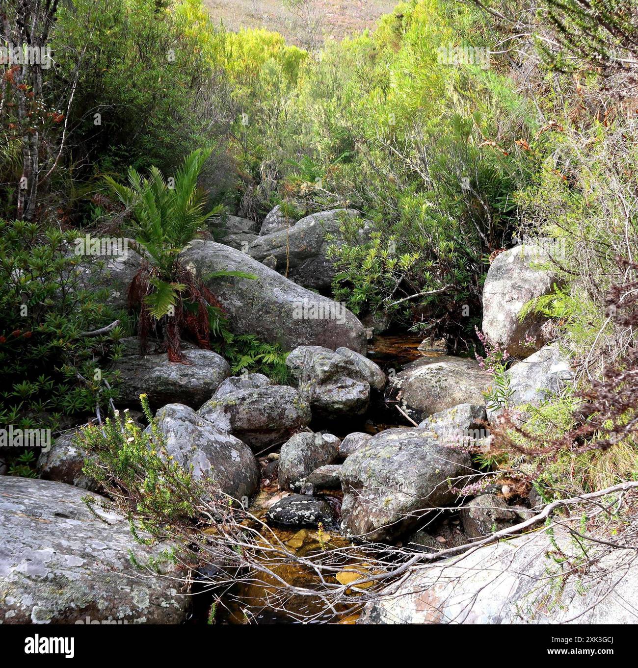 king fern (Todea barbara) Plantae Stock Photo - Alamy