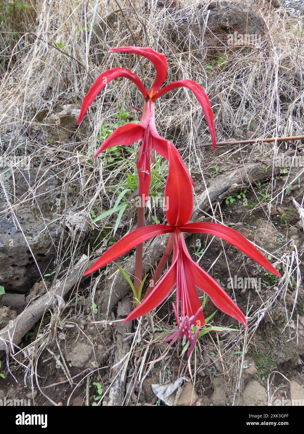 Aztec Lily (Sprekelia formosissima) Plantae Stock Photo - Alamy