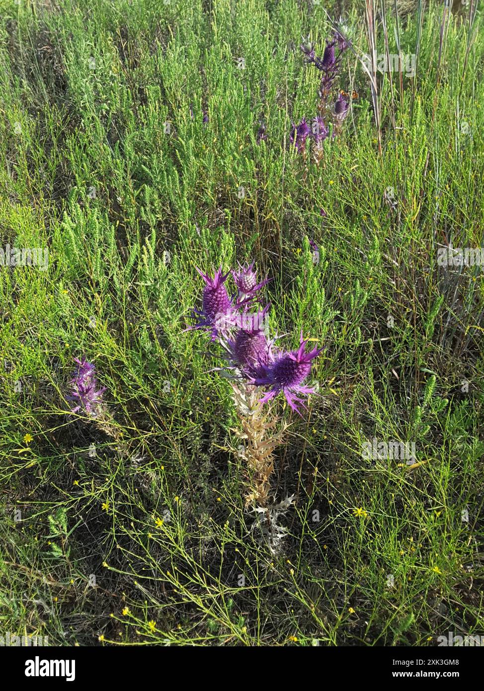 Leavenworth's eryngo (Eryngium leavenworthii) Plantae Stock Photo - Alamy