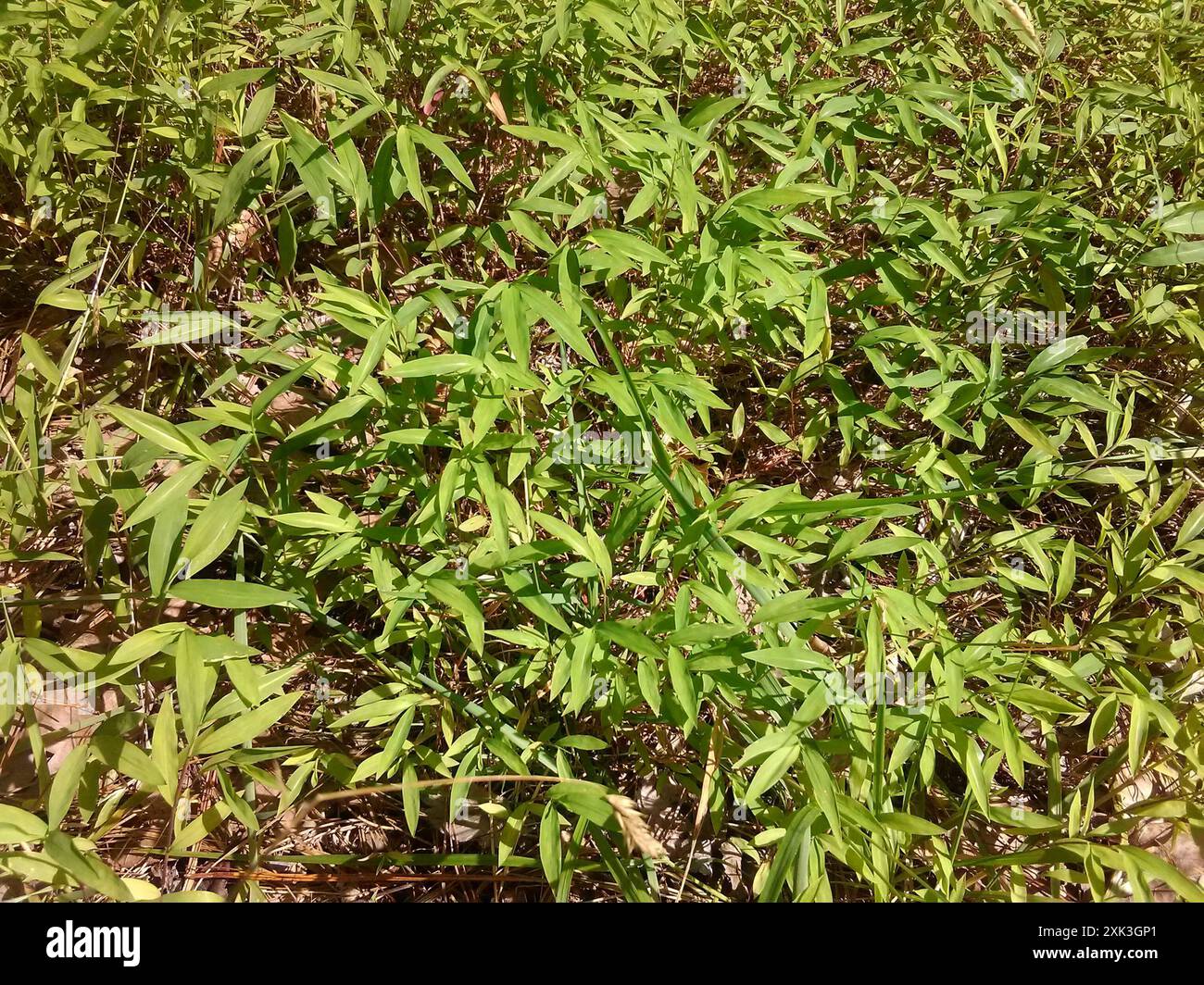 Japanese stiltgrass (Microstegium vimineum) Plantae Stock Photo - Alamy