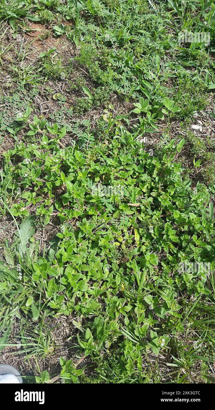 Tropical Mexican Clover (Richardia brasiliensis) Plantae Stock Photo ...