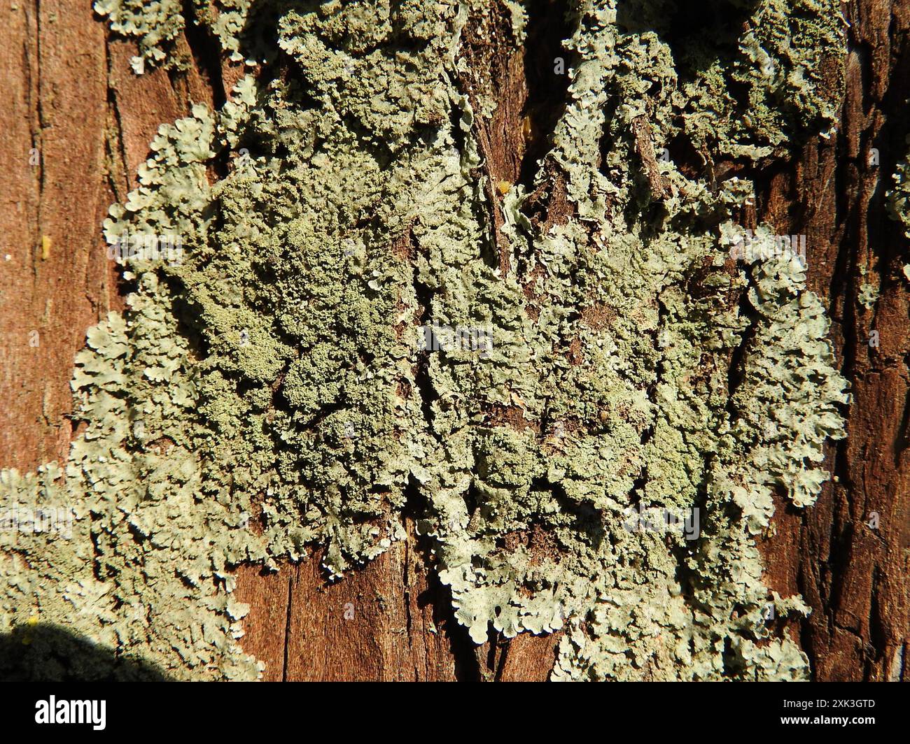 typical shield lichens (Parmelioideae) Fungi Stock Photo - Alamy
