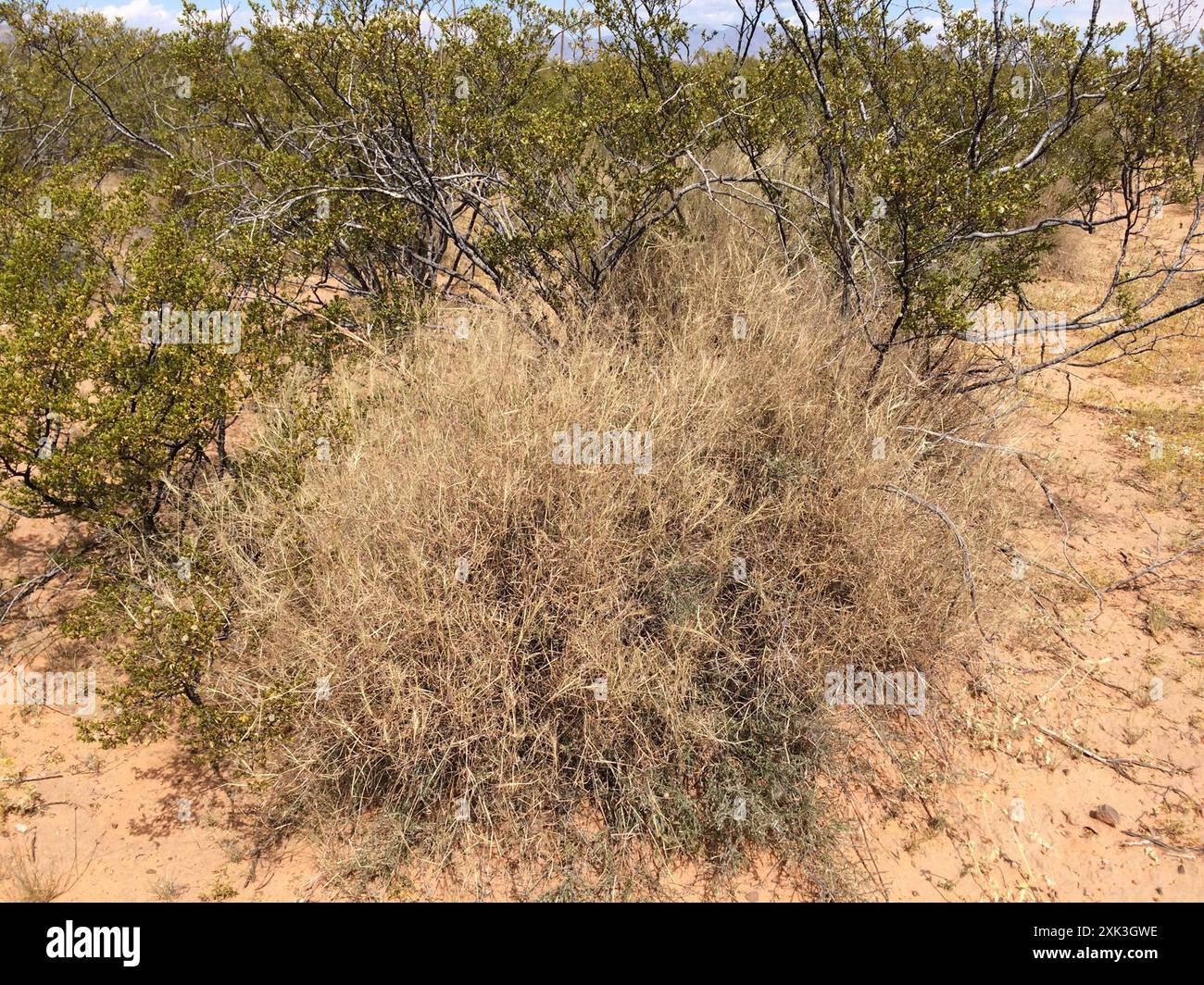Bush Muhly (Muhlenbergia porteri) Plantae Stock Photo - Alamy