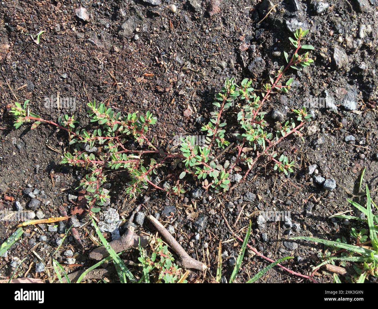 Spotted spurge (Euphorbia maculata) Plantae Stock Photo - Alamy