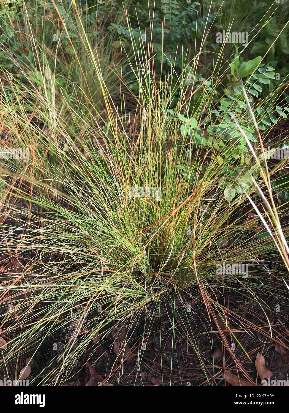Wire grass (Aristida stricta) Plantae Stock Photo - Alamy