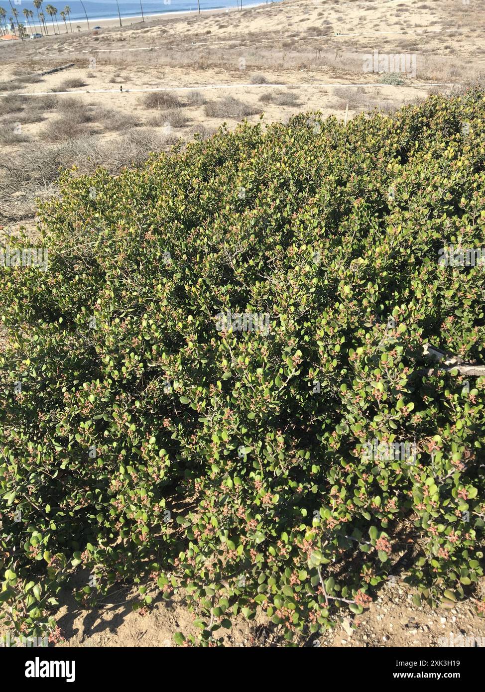 lemonade berry (Rhus integrifolia) Plantae Stock Photo - Alamy