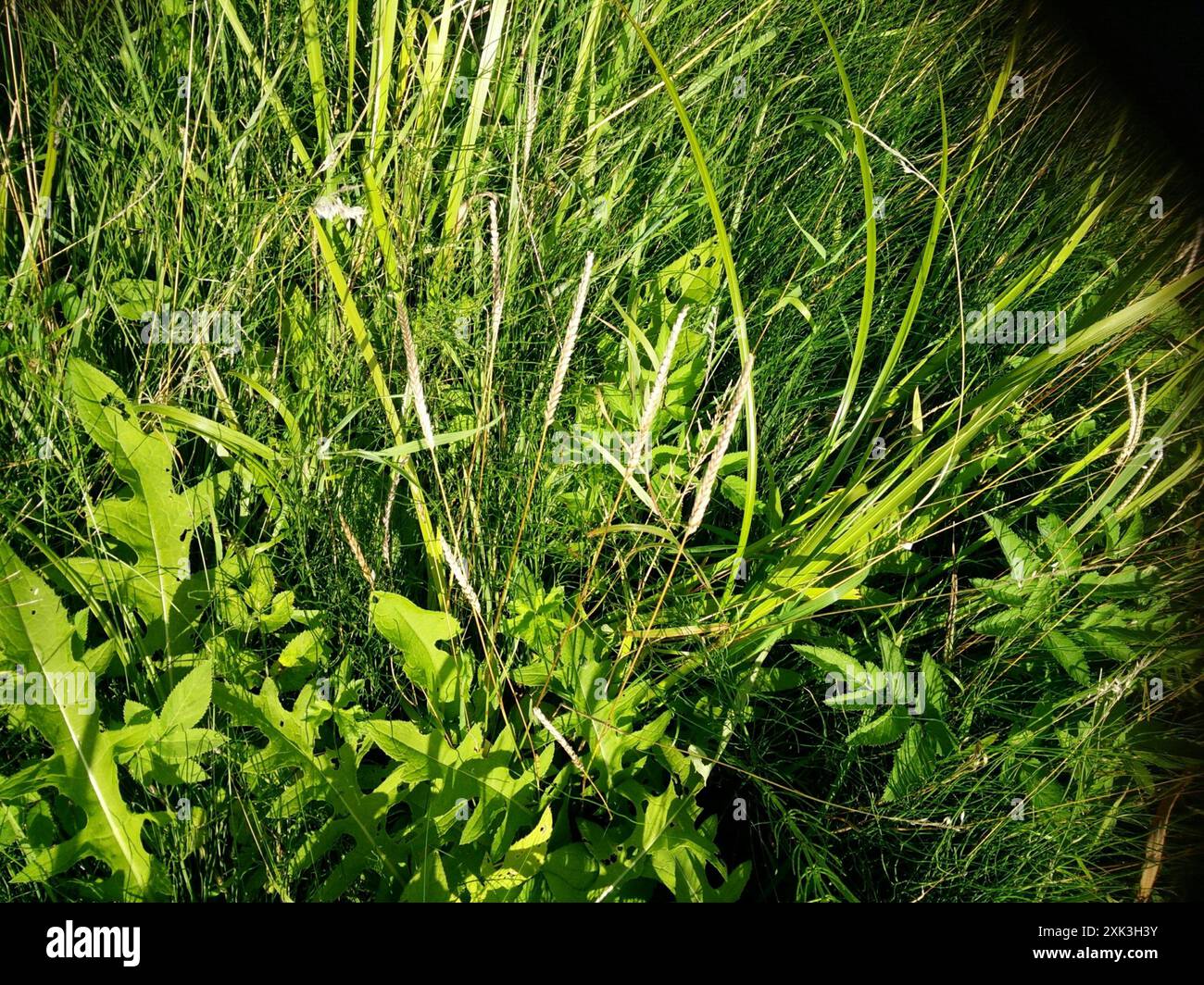 crested dogtail grass (Cynosurus cristatus) Plantae Stock Photo - Alamy