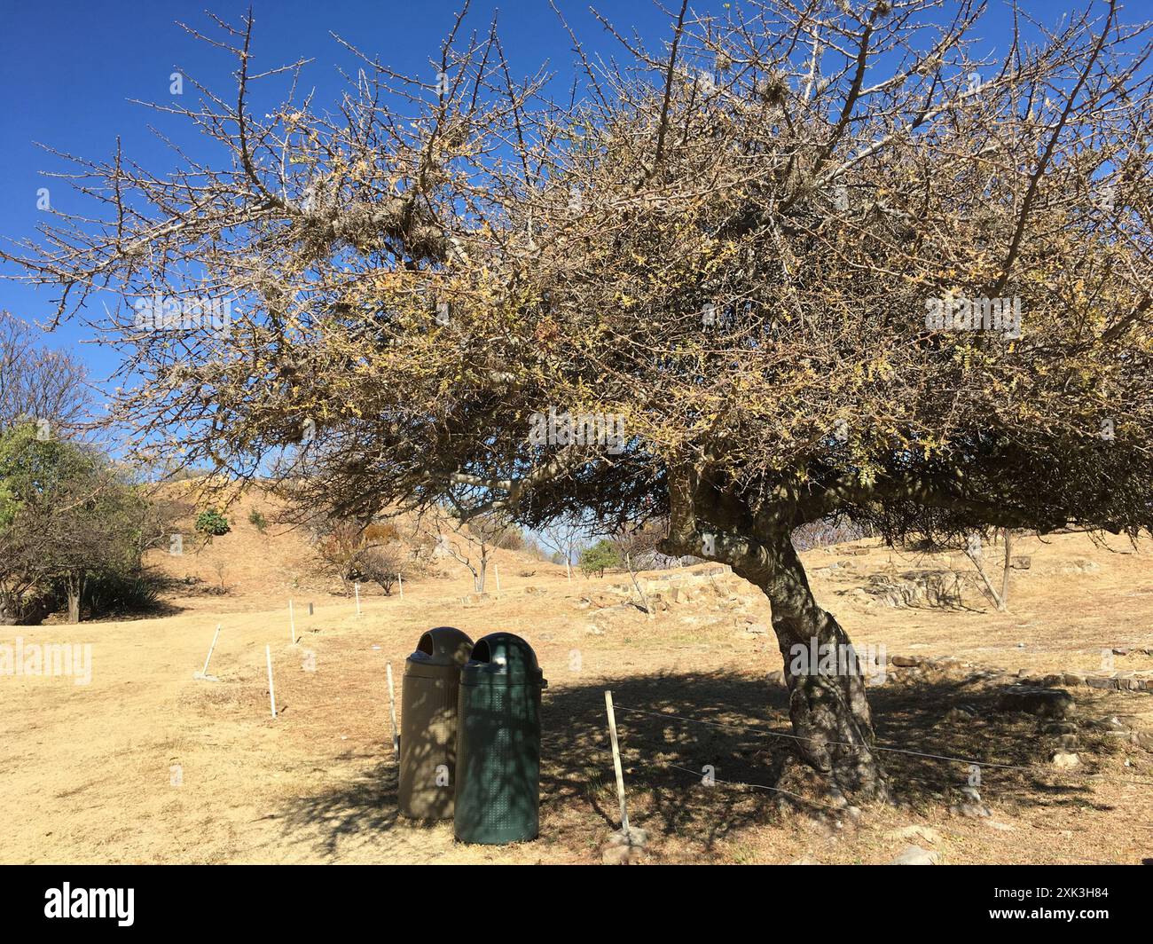 Lime Prickly-ash (Zanthoxylum fagara) Plantae Stock Photo - Alamy
