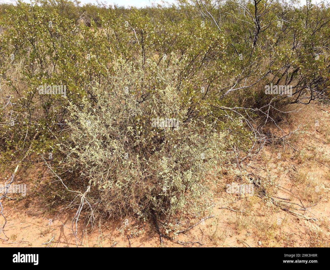mariola (Parthenium incanum) Plantae Stock Photo - Alamy