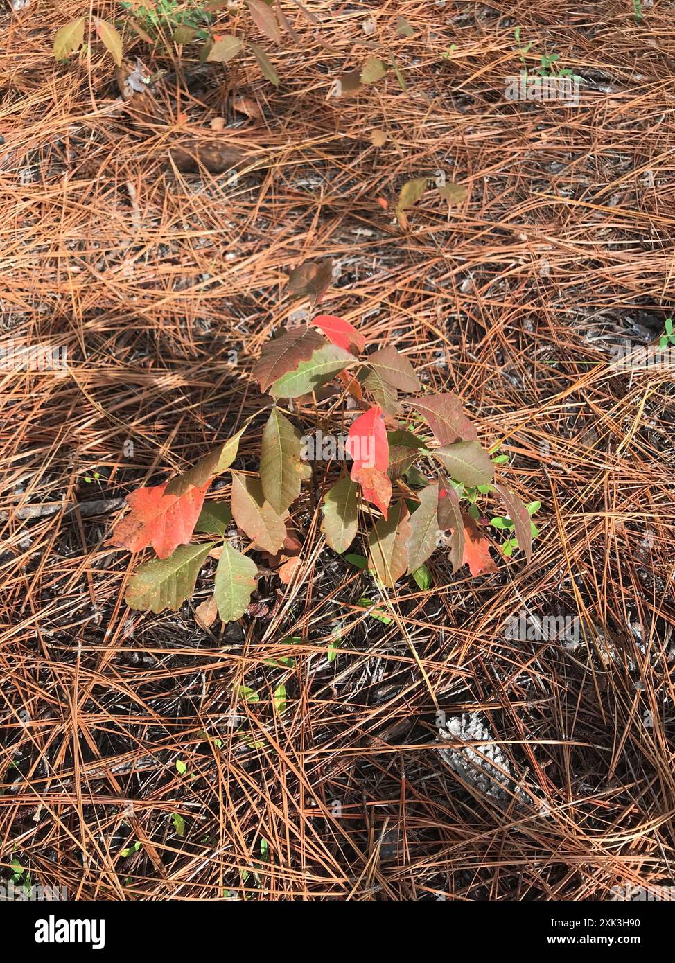 Atlantic poison oak (Toxicodendron pubescens) Plantae Stock Photo - Alamy