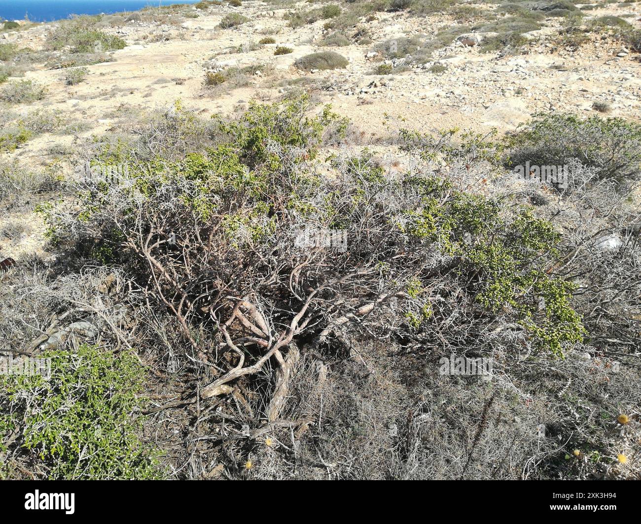 Mitnan (Thymelaea hirsuta) Plantae Stock Photo - Alamy