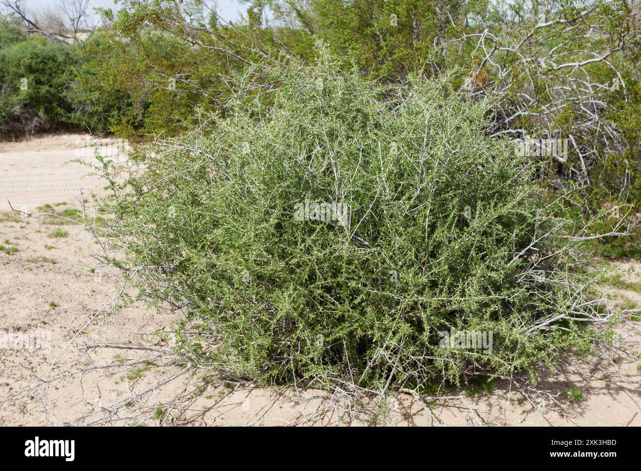 California boxthorn (Lycium californicum) Plantae Stock Photo - Alamy