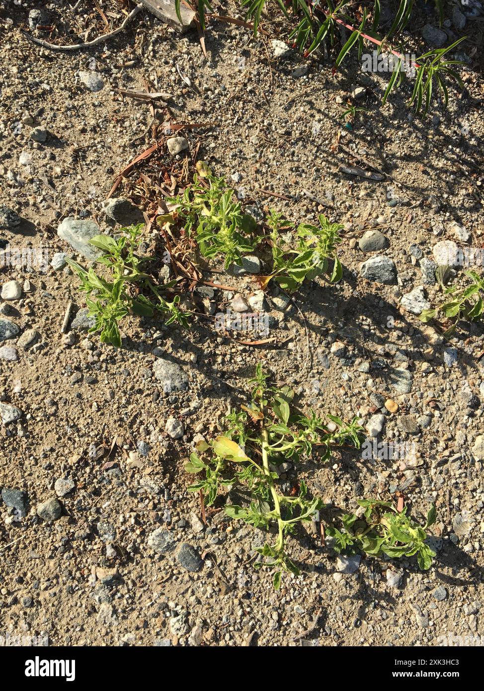 prostrate pigweed (Amaranthus albus) Plantae Stock Photo - Alamy