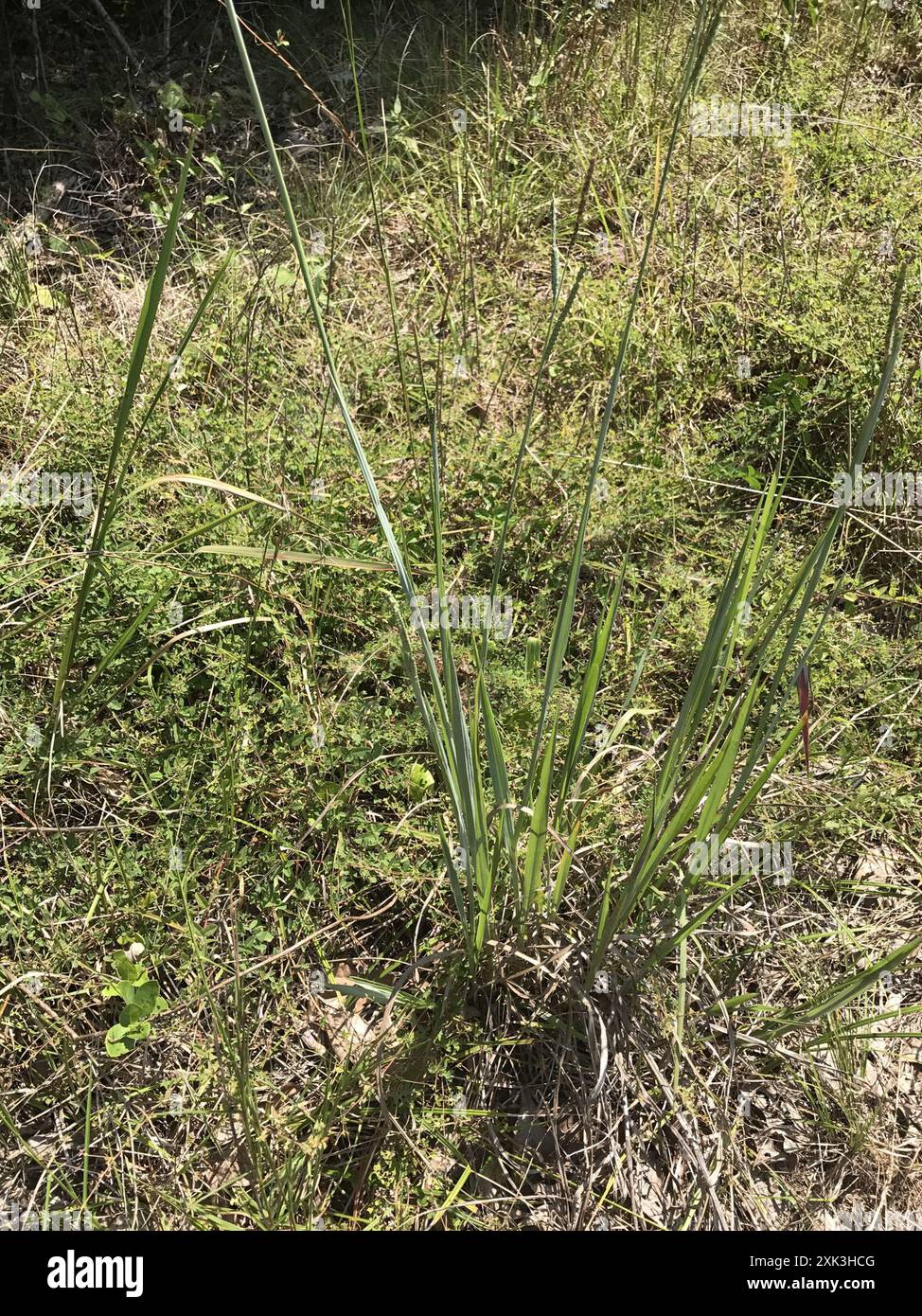 Florida paspalum (Paspalum floridanum) Plantae Stock Photo - Alamy