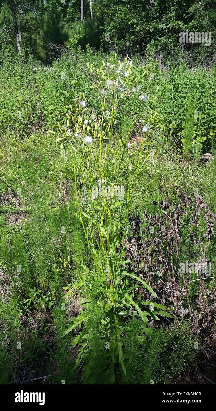 American burnweed (Erechtites hieraciifolius) Plantae Stock Photo - Alamy