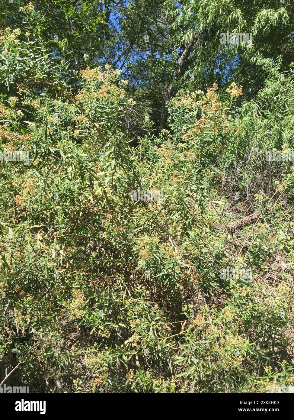 mule fat (Baccharis salicifolia) Plantae Stock Photo - Alamy